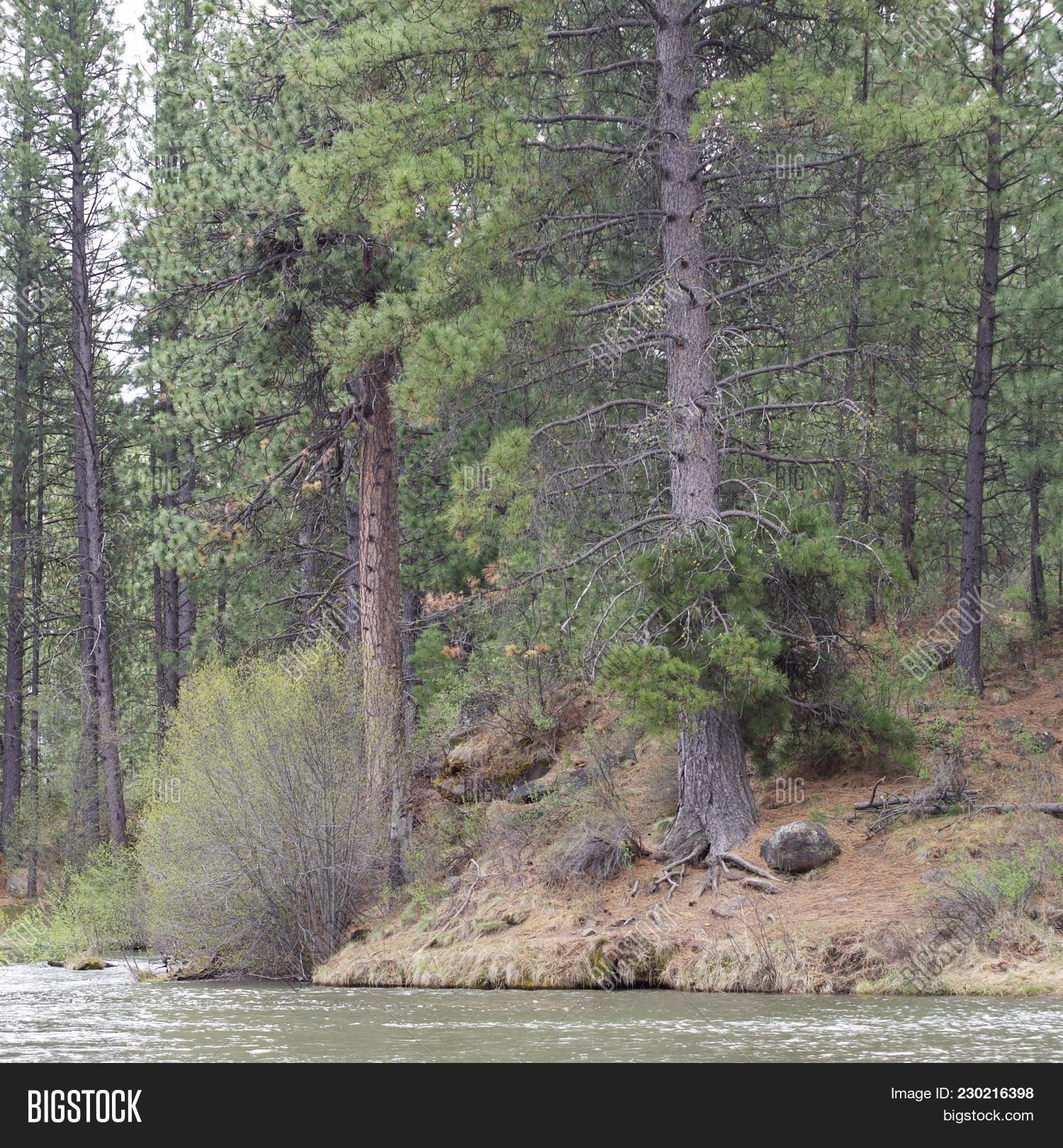 Beautiful Spring Image & Photo (Free Trial) | Bigstock