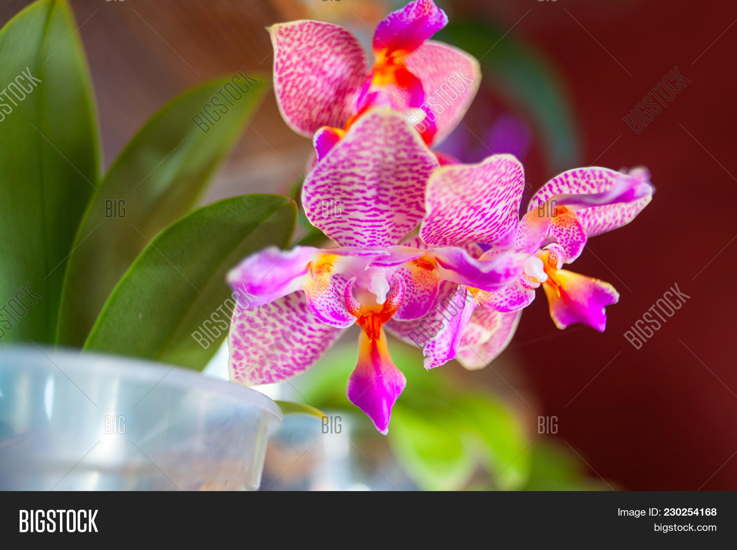 Beautiful Rare Orchid Image & Photo (Free Trial) | Bigstock