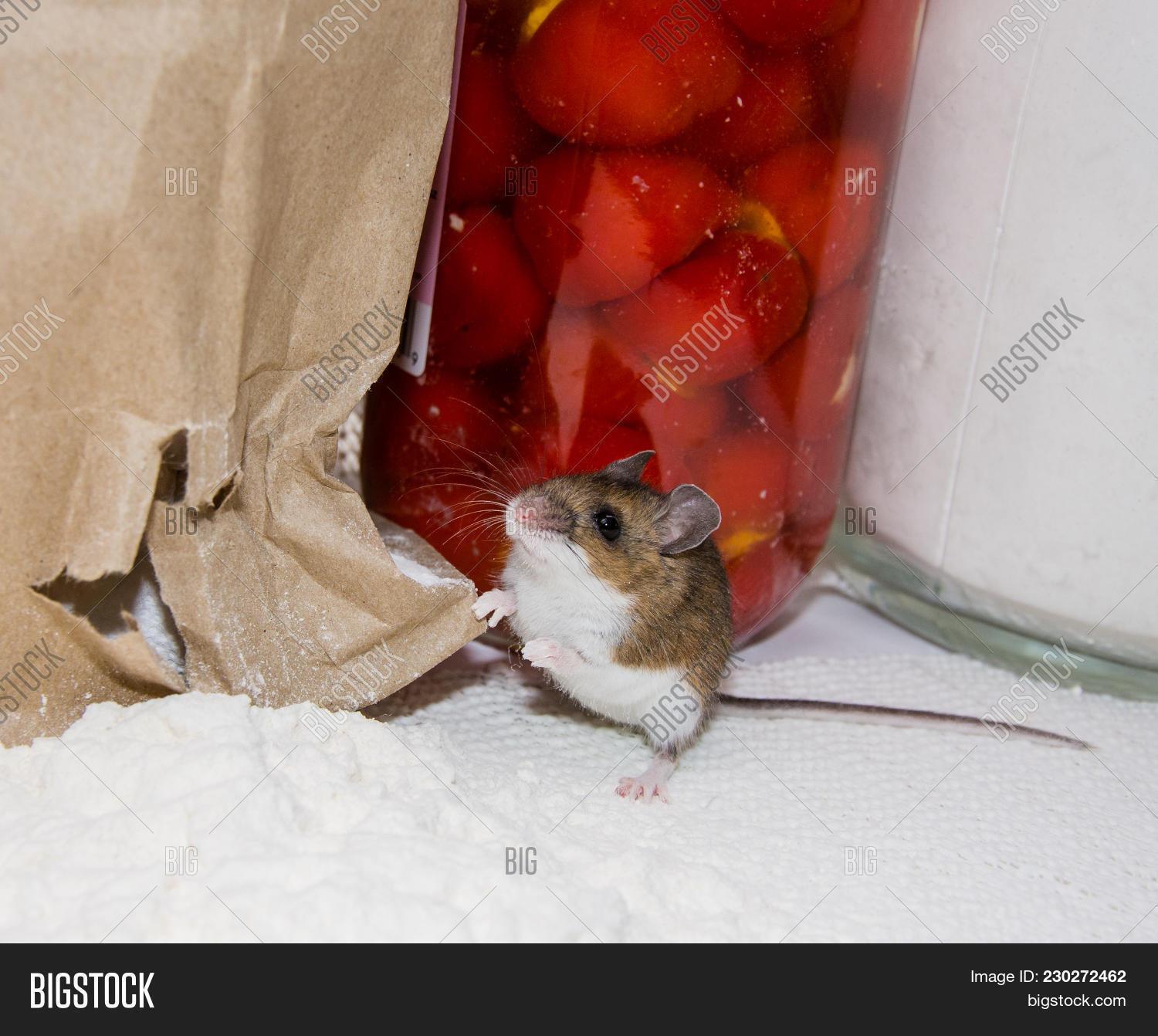 Guilty Brown House Image & Photo (Free Trial) | Bigstock