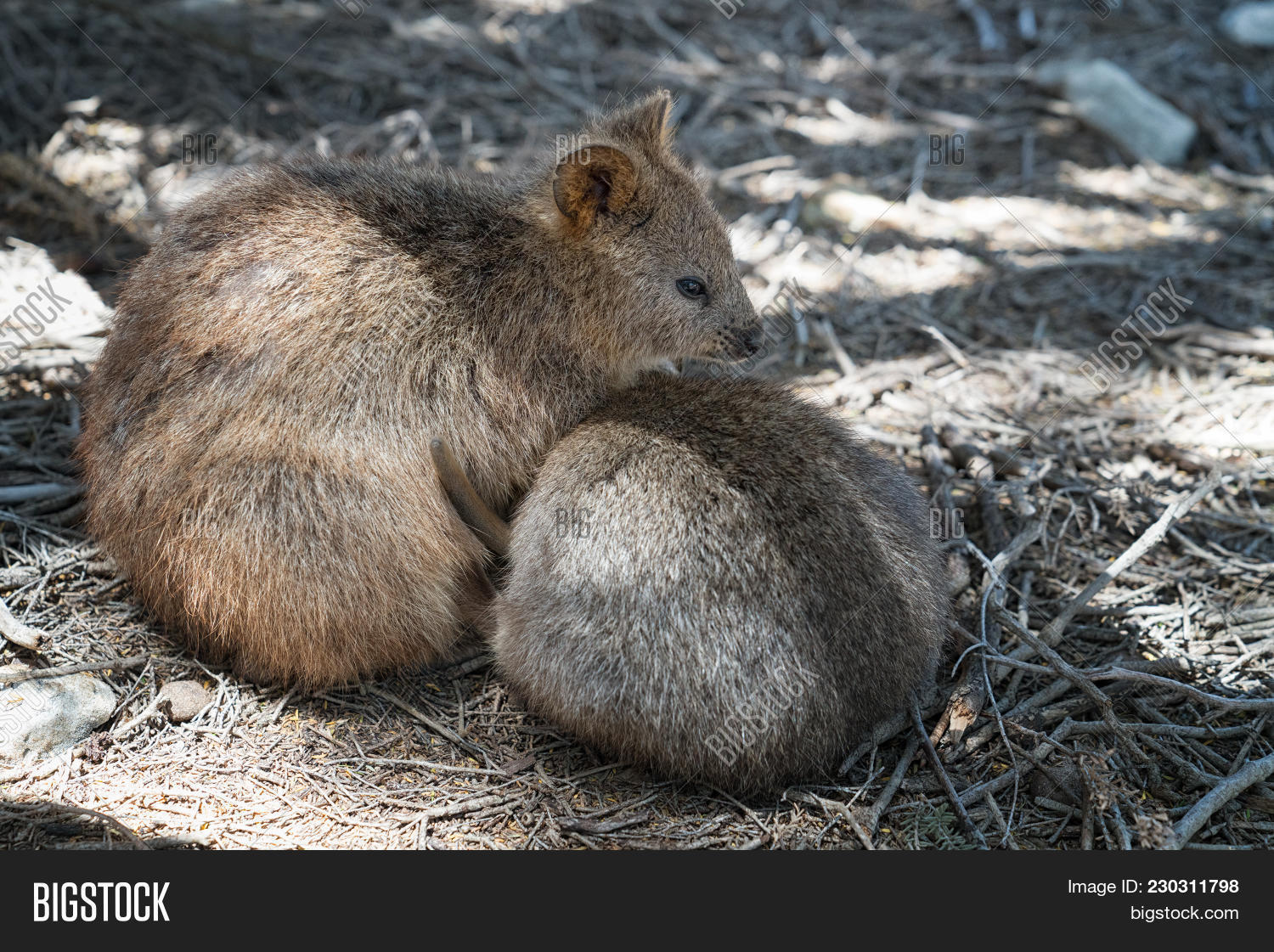 Quokka (setonix Image & Photo (Free Trial) | Bigstock