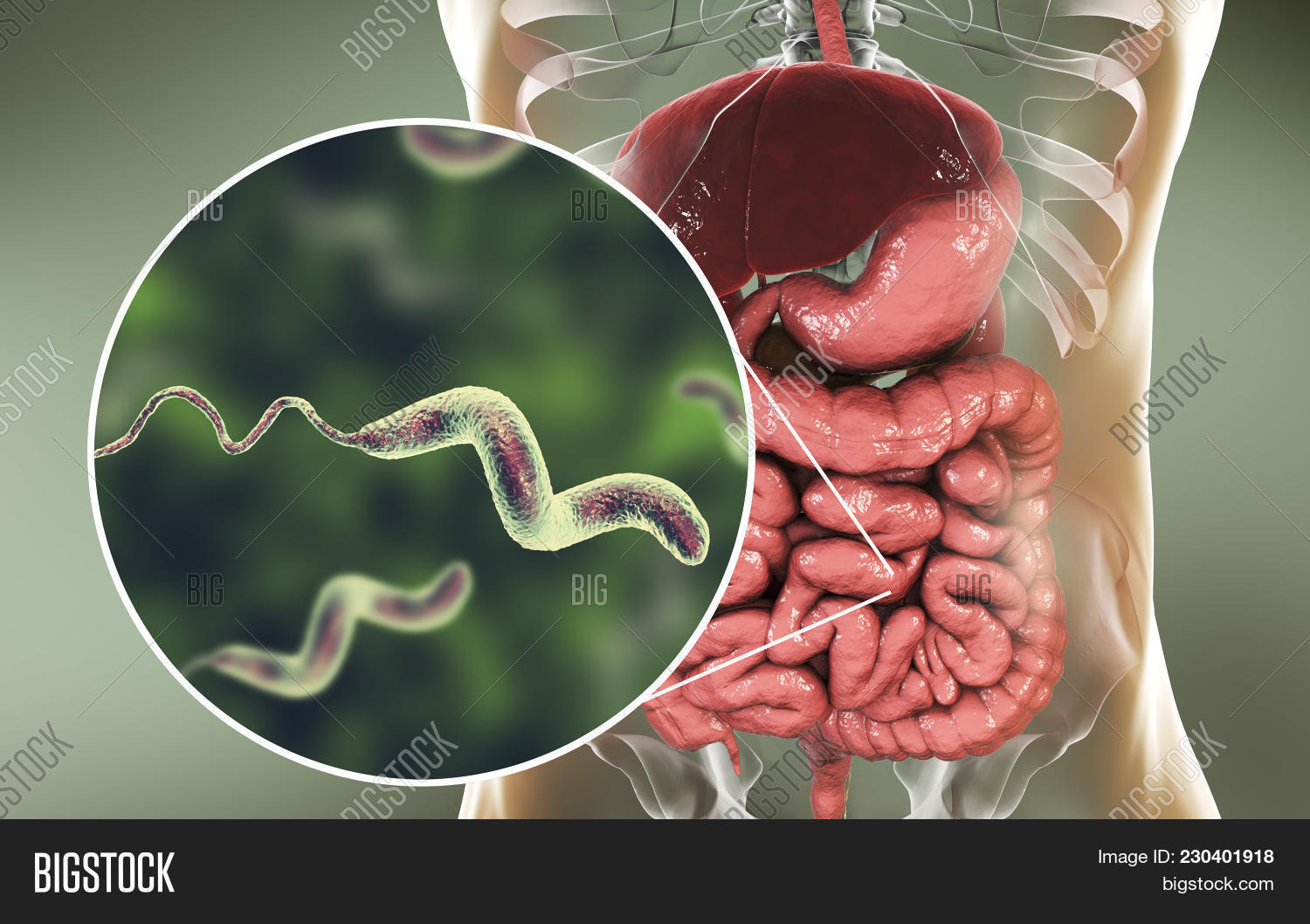 Campylobacter Bacteria Image & Photo (Free Trial) | Bigstock