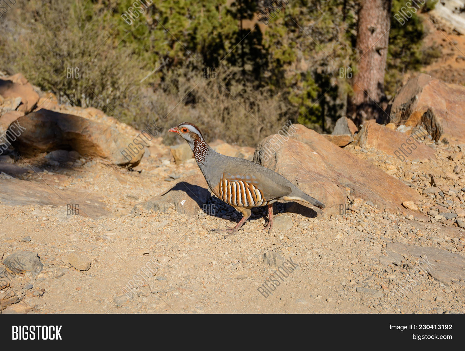 Alectoris Barbara Bird Image & Photo (Free Trial) | Bigstock