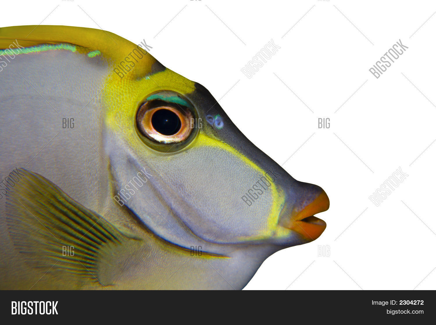 Tropical Fish Naso Image & Photo (Free Trial) | Bigstock