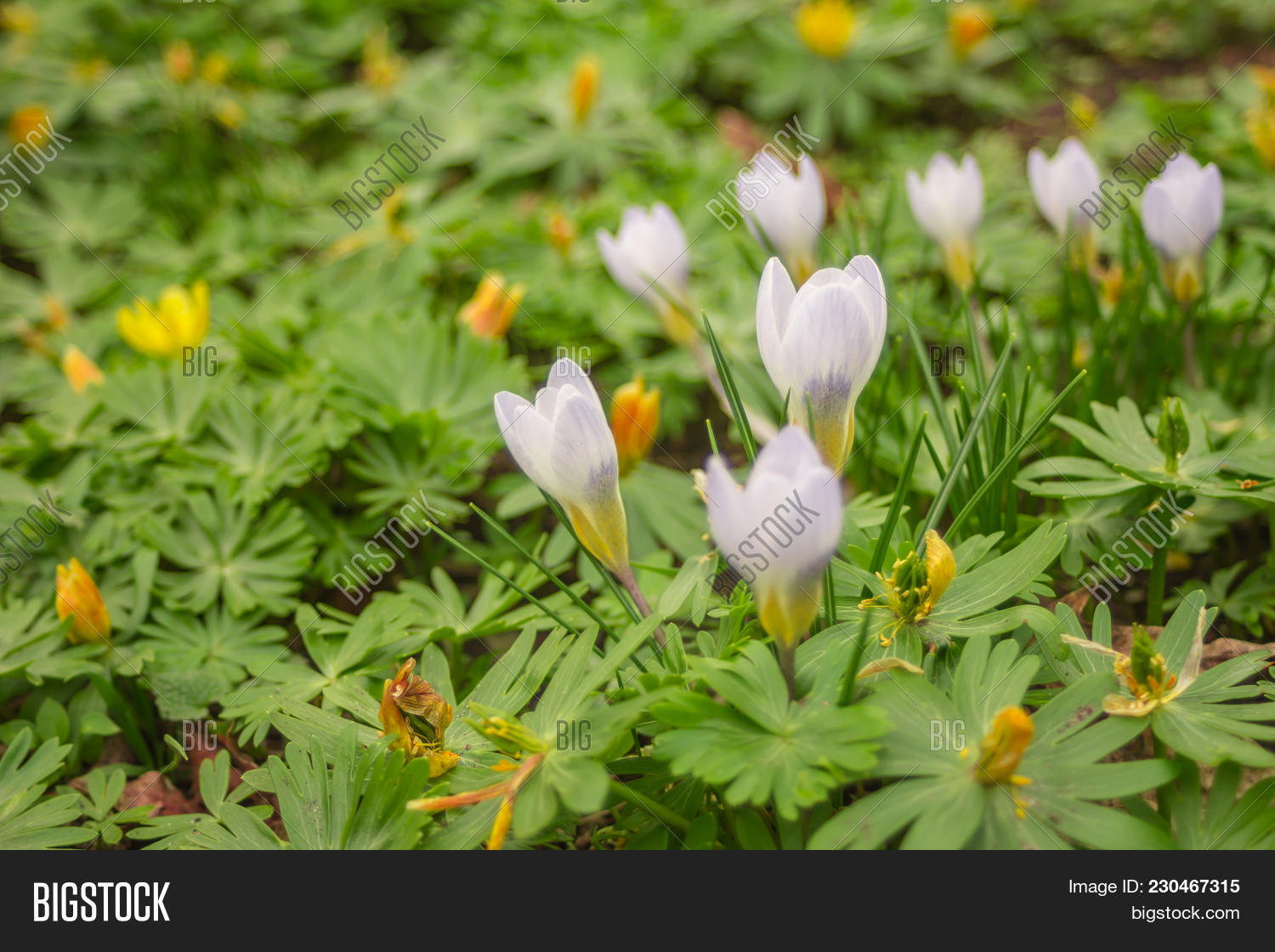 Crocus, Plural Image & Photo (Free Trial) | Bigstock