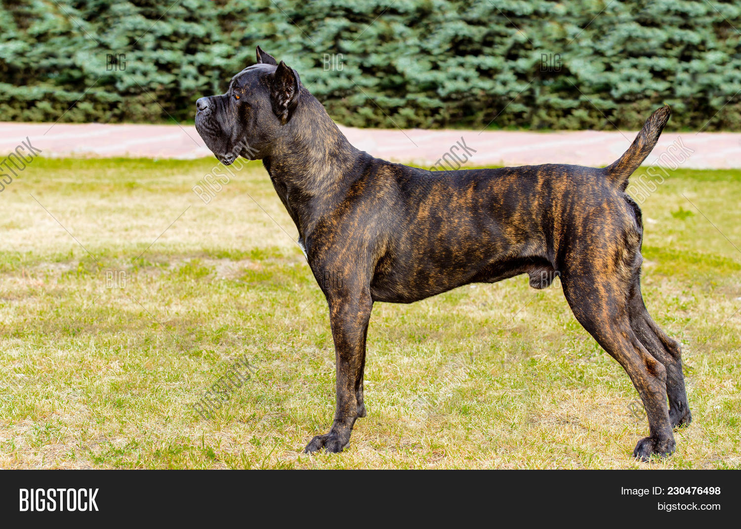 Cane Corso Profile. Image & Photo (Free Trial) | Bigstock