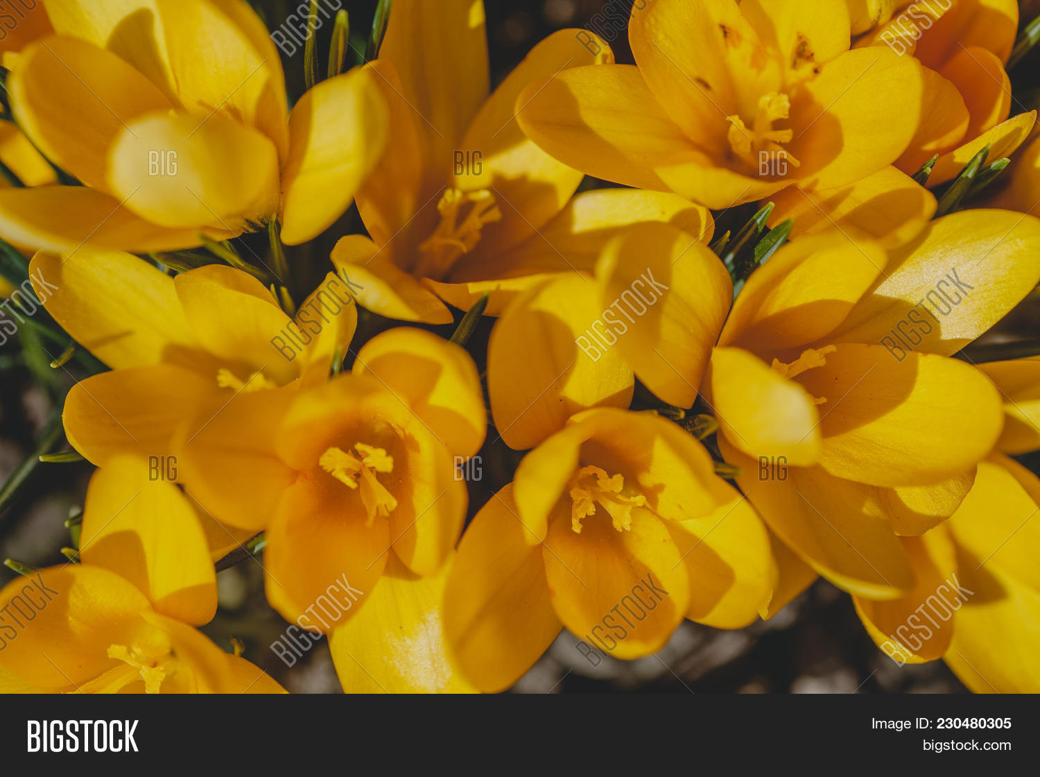 Yellow Crocus, Image & Photo (Free Trial) | Bigstock