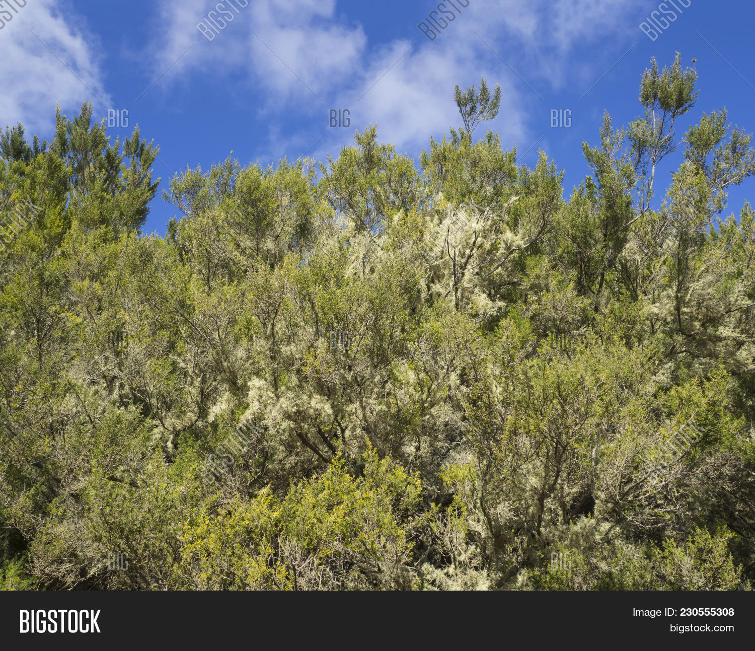 Laurel Forest Image & Photo (Free Trial) | Bigstock