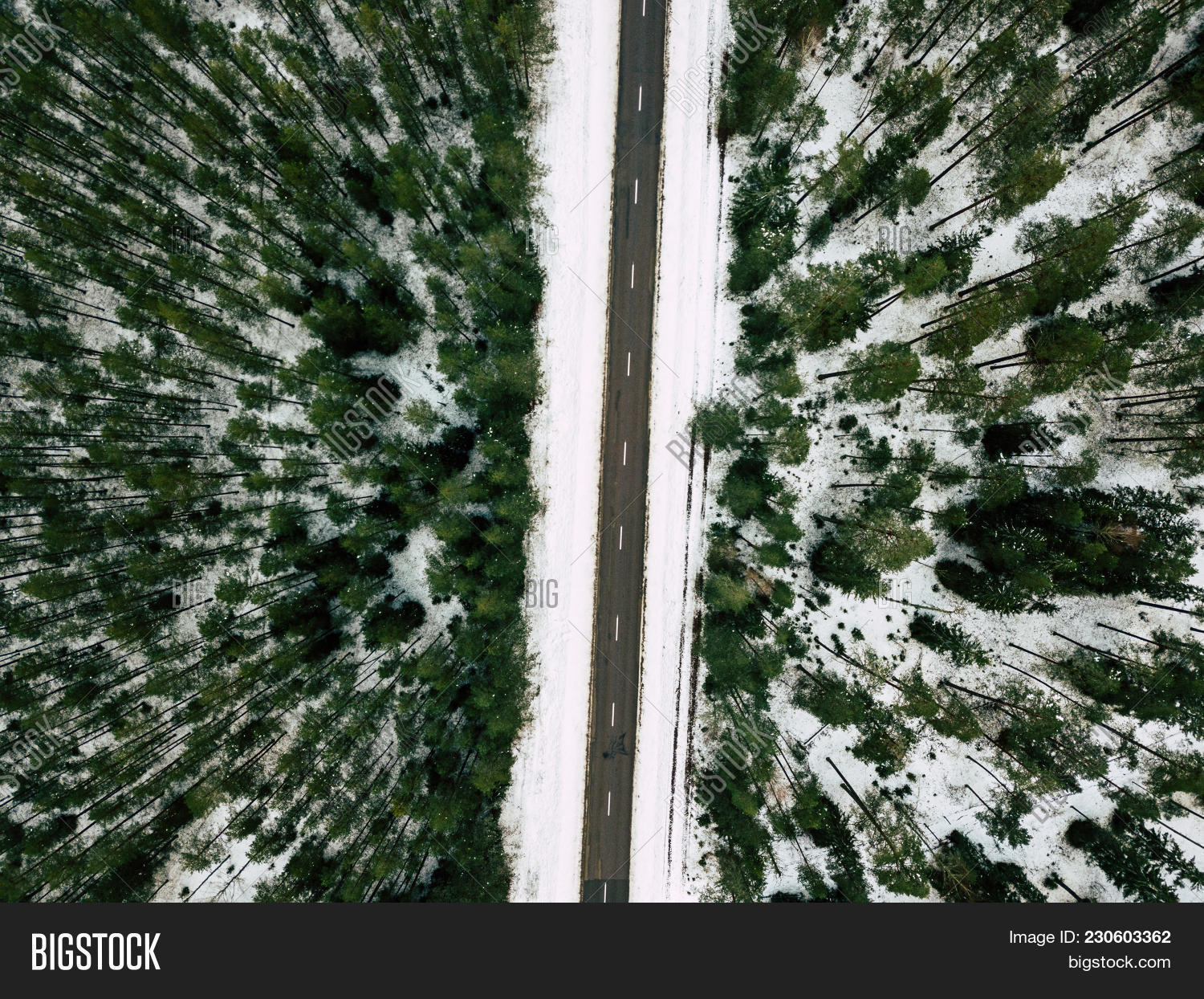 Pine Trees Field Image & Photo (Free Trial) | Bigstock