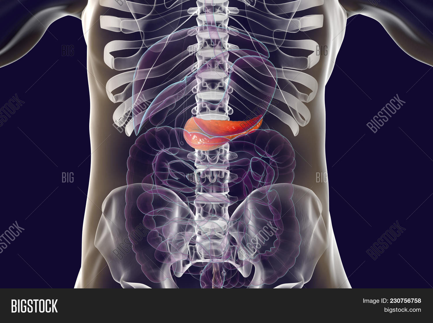 Human Pancreas Anatomy Image & Photo (Free Trial) | Bigstock