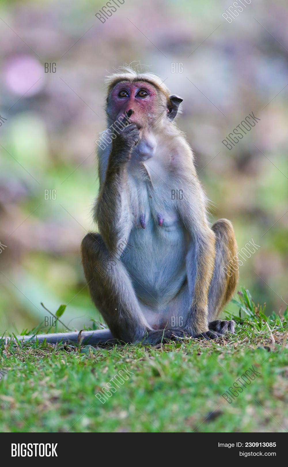 Female Macaque Monkey Image & Photo (Free Trial) | Bigstock
