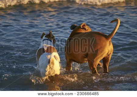 Dog Pooping On A Beach Images, Illustrations & Vectors (Free) - Bigstock