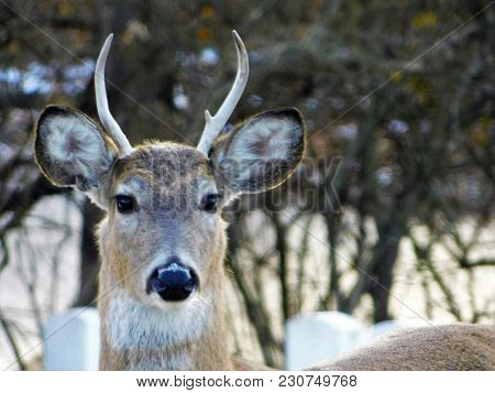 Small Whitetail Buck Image & Photo (Free Trial) | Bigstock