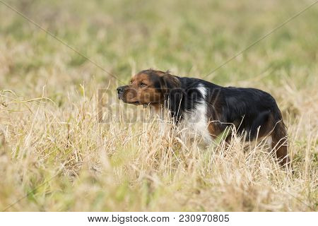 Pointing French Image & Photo (Free Trial) | Bigstock