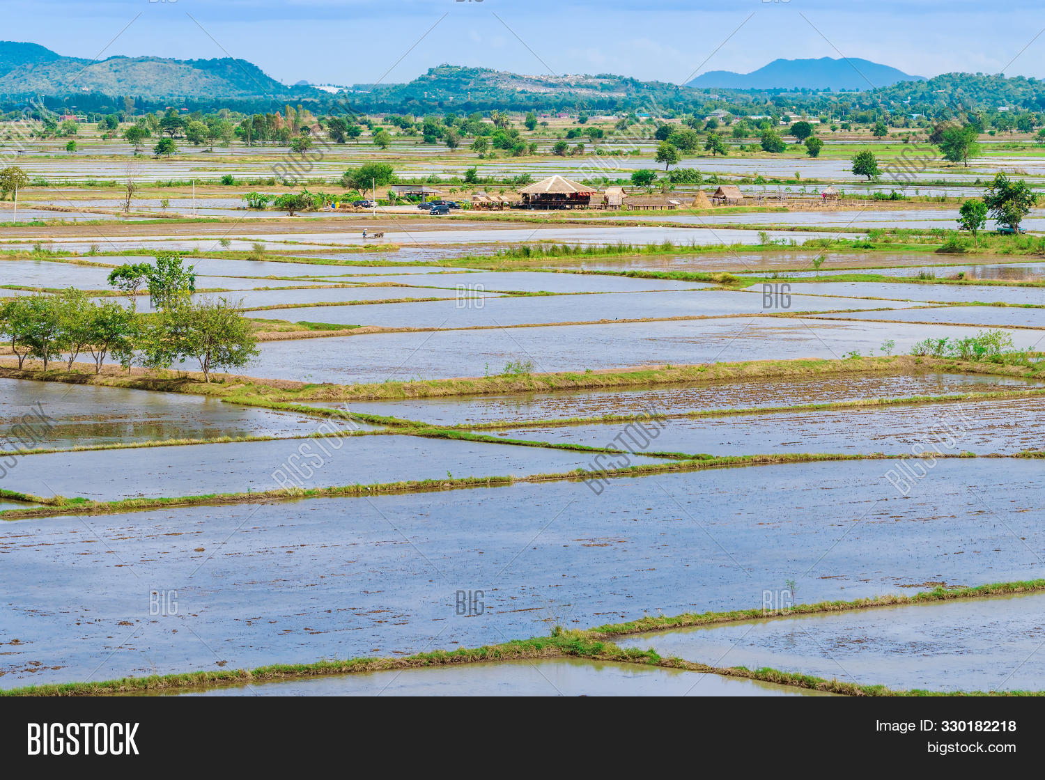 Scenery Flooded Rice Image & Photo (Free Trial) | Bigstock