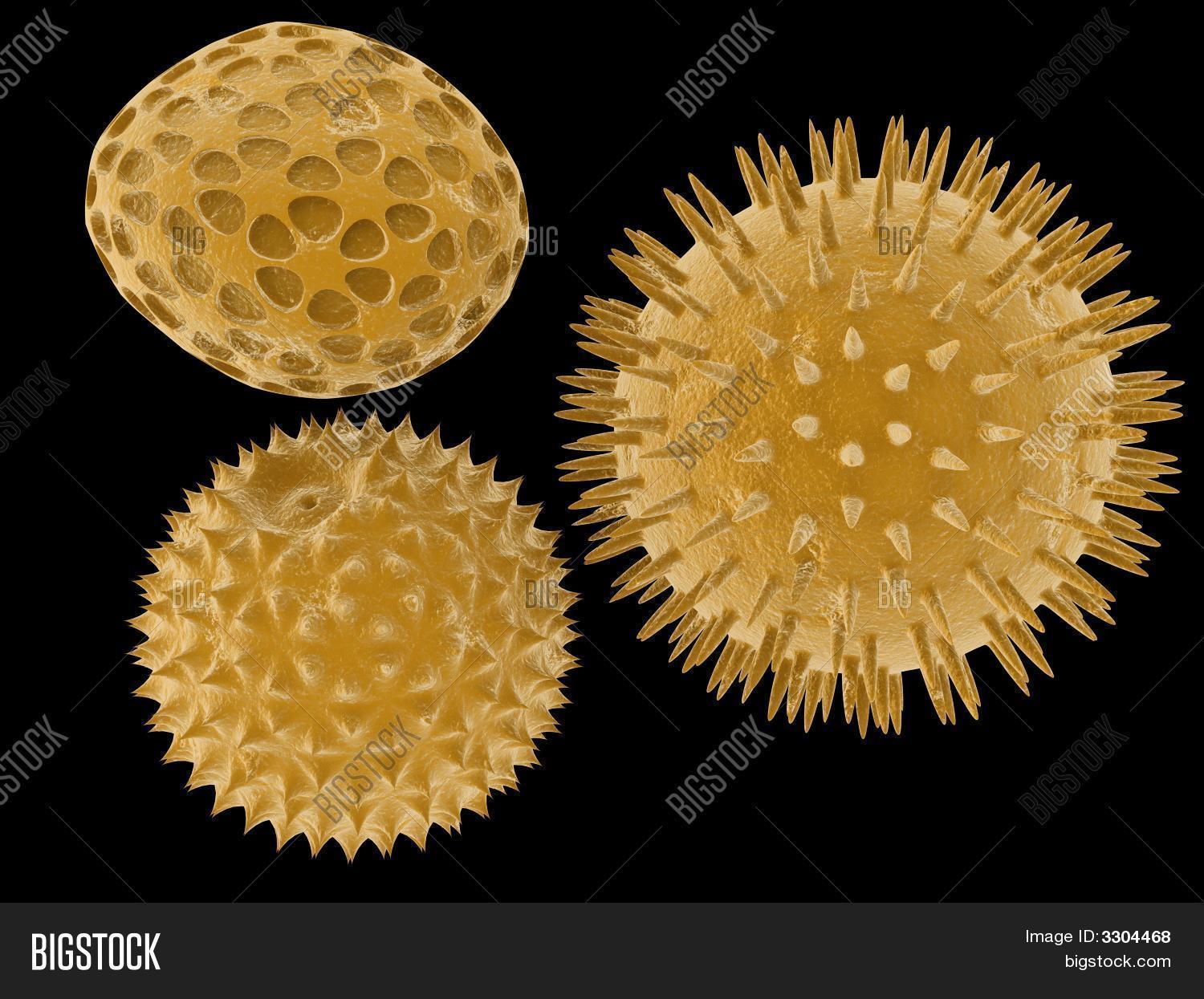 Pollen Image & Photo (Free Trial) | Bigstock