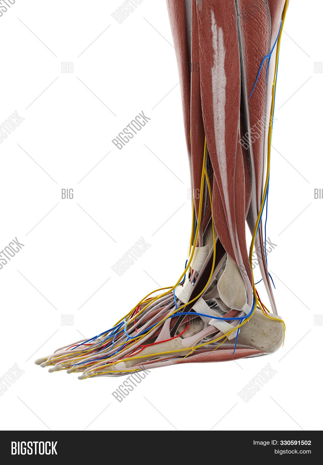 3d Rendered Medically Image & Photo (Free Trial) | Bigstock