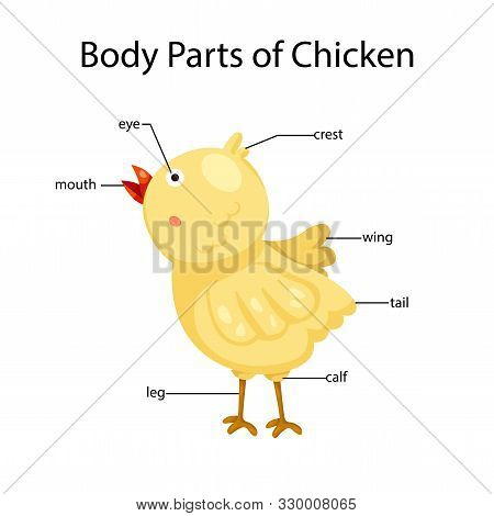 Illustrator Body Vector & Photo (Free Trial) | Bigstock