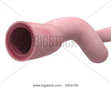 Small Intestine Cut Image & Photo (Free Trial) | Bigstock