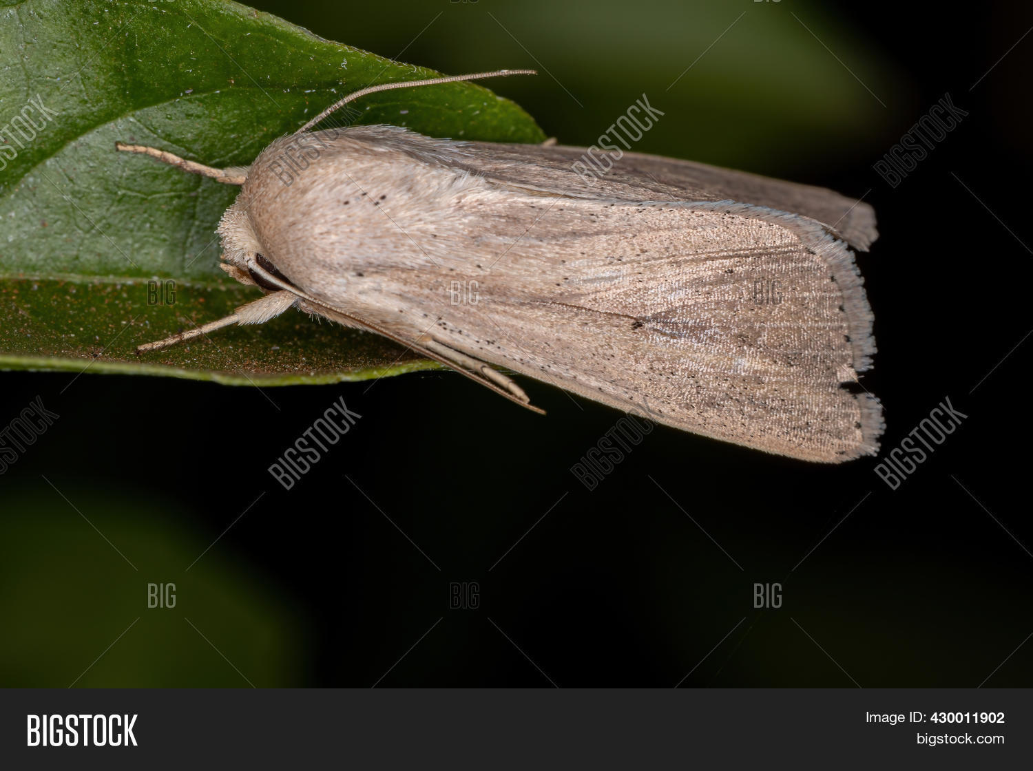Adult Wainscot Moth Image & Photo (Free Trial) | Bigstock
