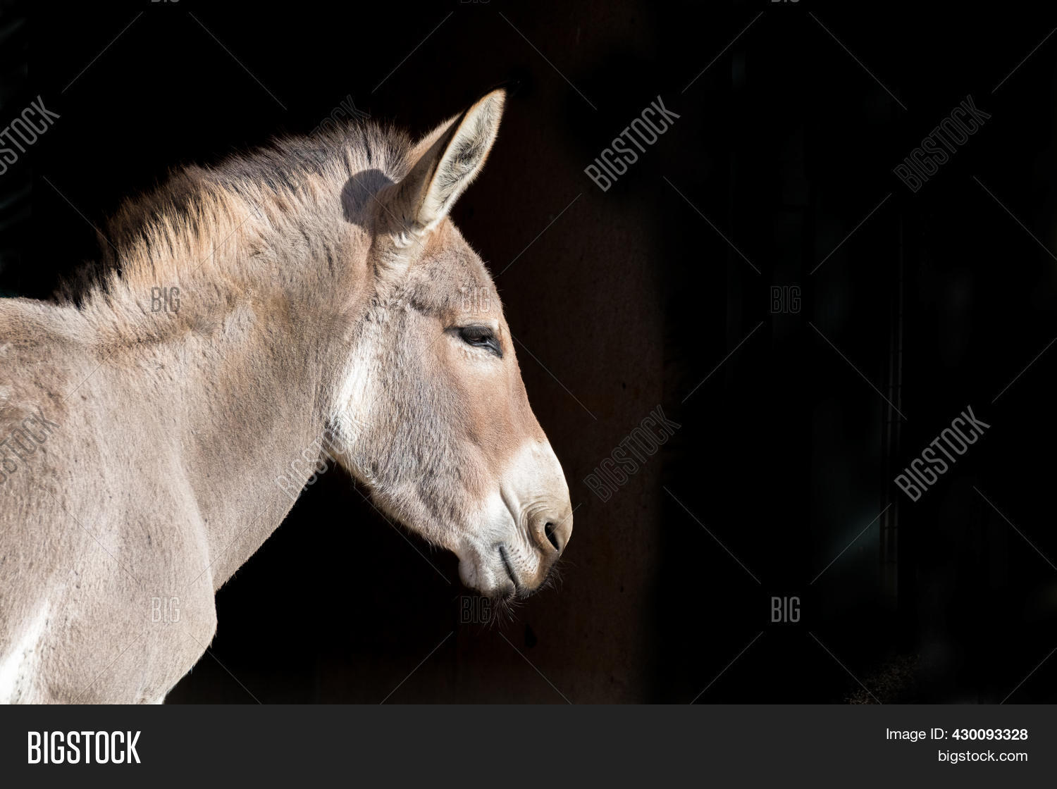 African Wild Donkey, Image & Photo (Free Trial) | Bigstock