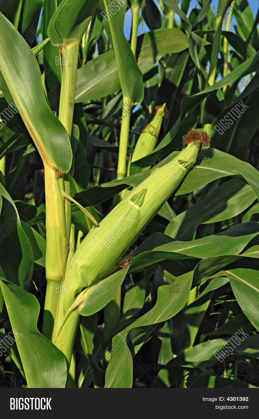 Ear Corn Image & Photo (Free Trial) | Bigstock