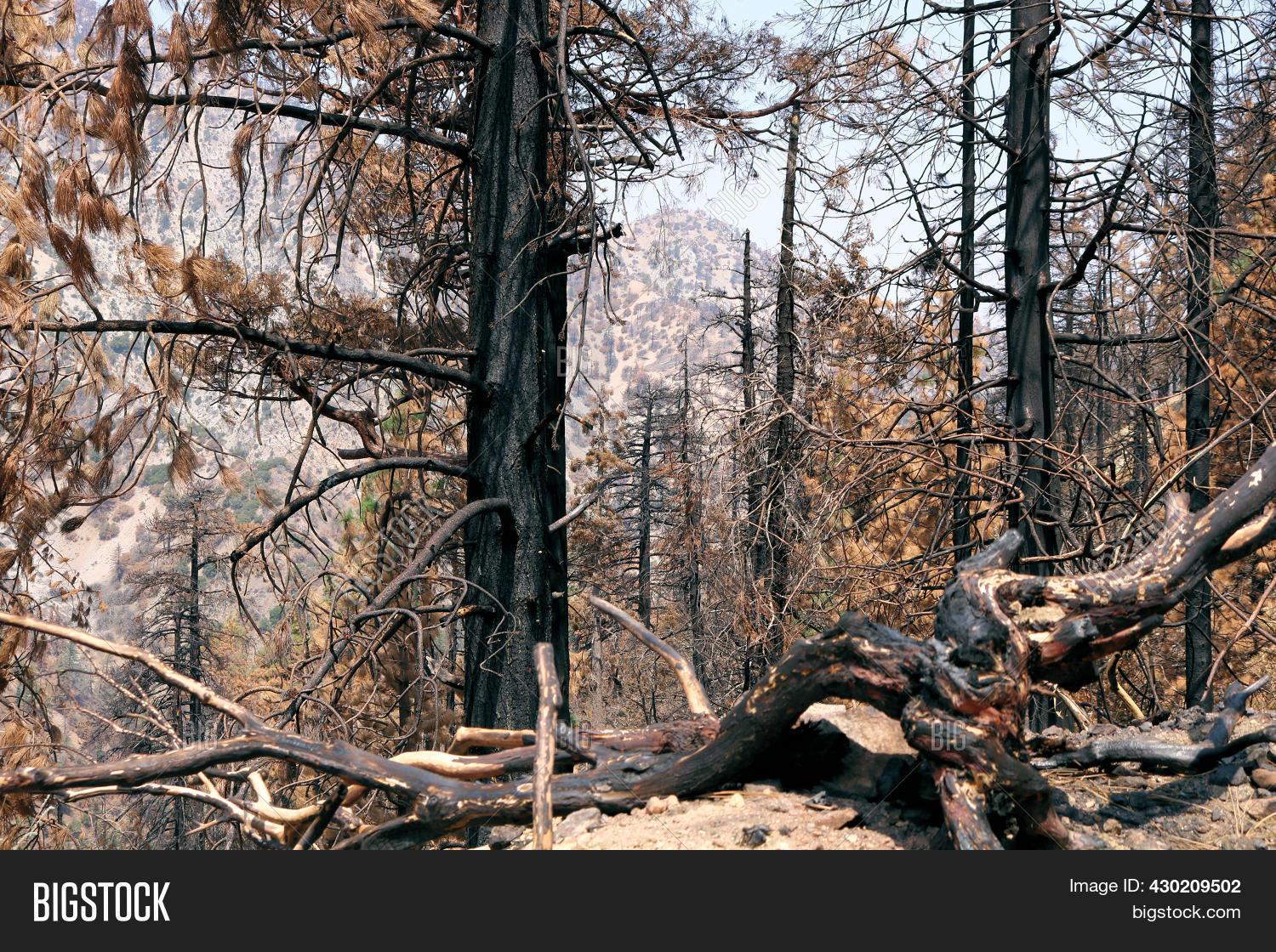 Burnt Pine Trees Image & Photo (Free Trial) | Bigstock