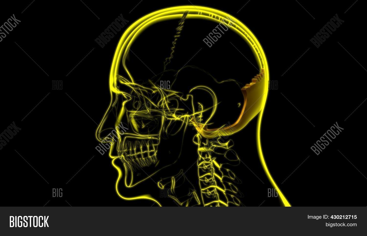Human Skeleton Skull Image & Photo (Free Trial) | Bigstock