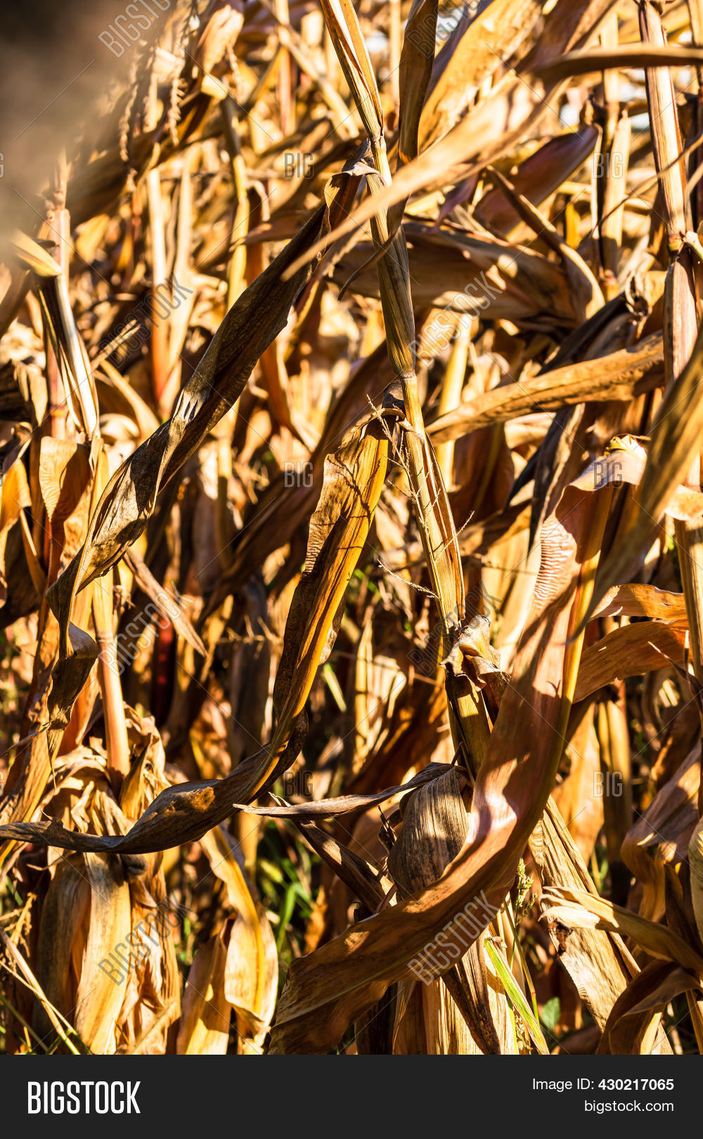 Ripe Dry Corn Stalks Image & Photo (Free Trial) | Bigstock
