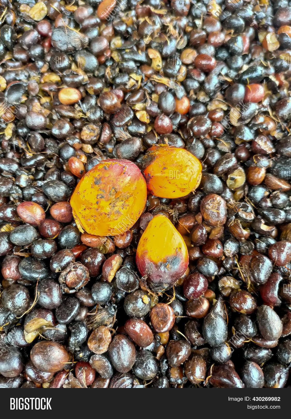 Oil Palm Seeds Edible Image & Photo (Free Trial) | Bigstock