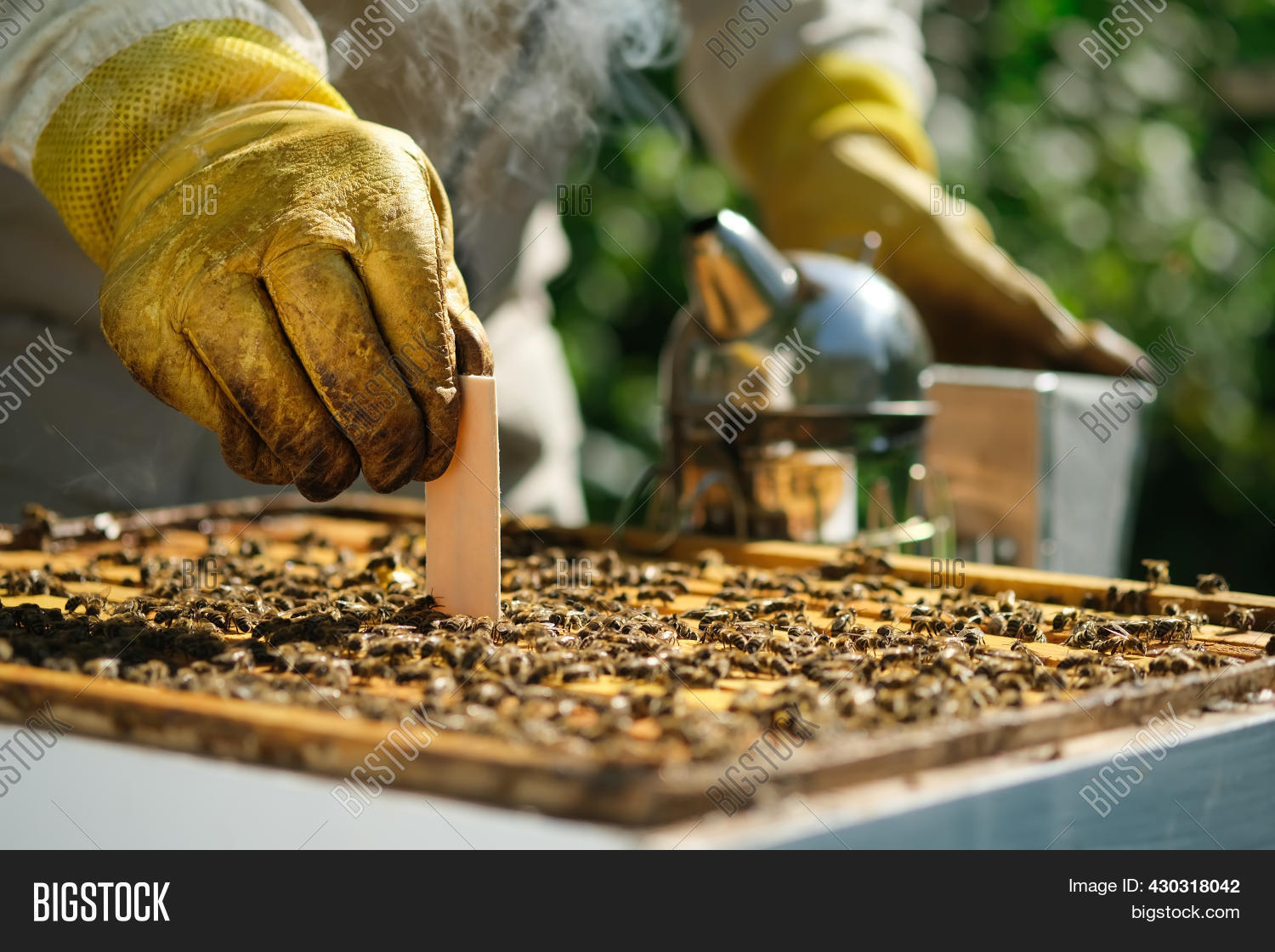 Varroa Mite Control. Image & Photo (Free Trial) | Bigstock