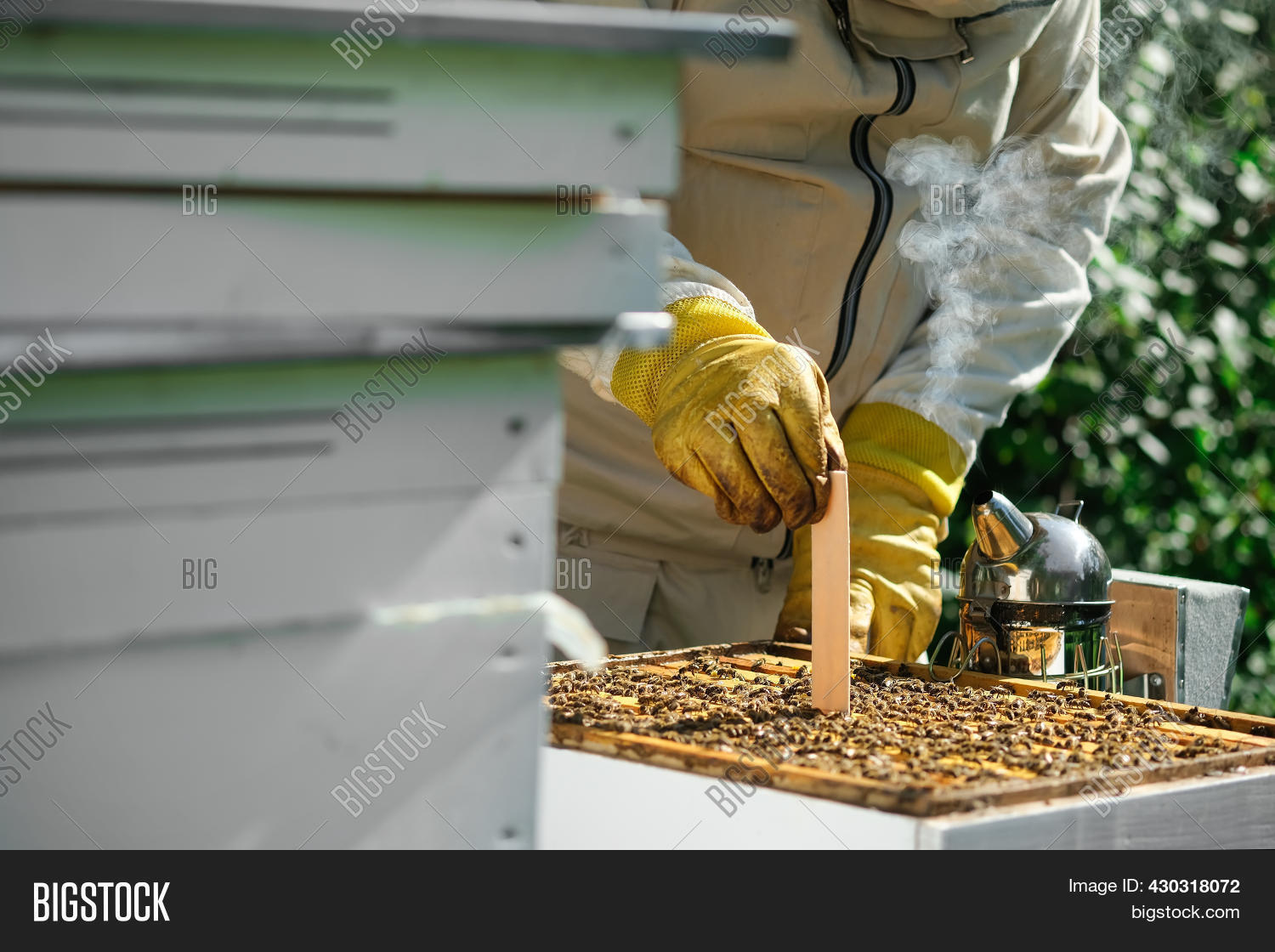 Varroa Mite Control. Image & Photo (Free Trial) | Bigstock