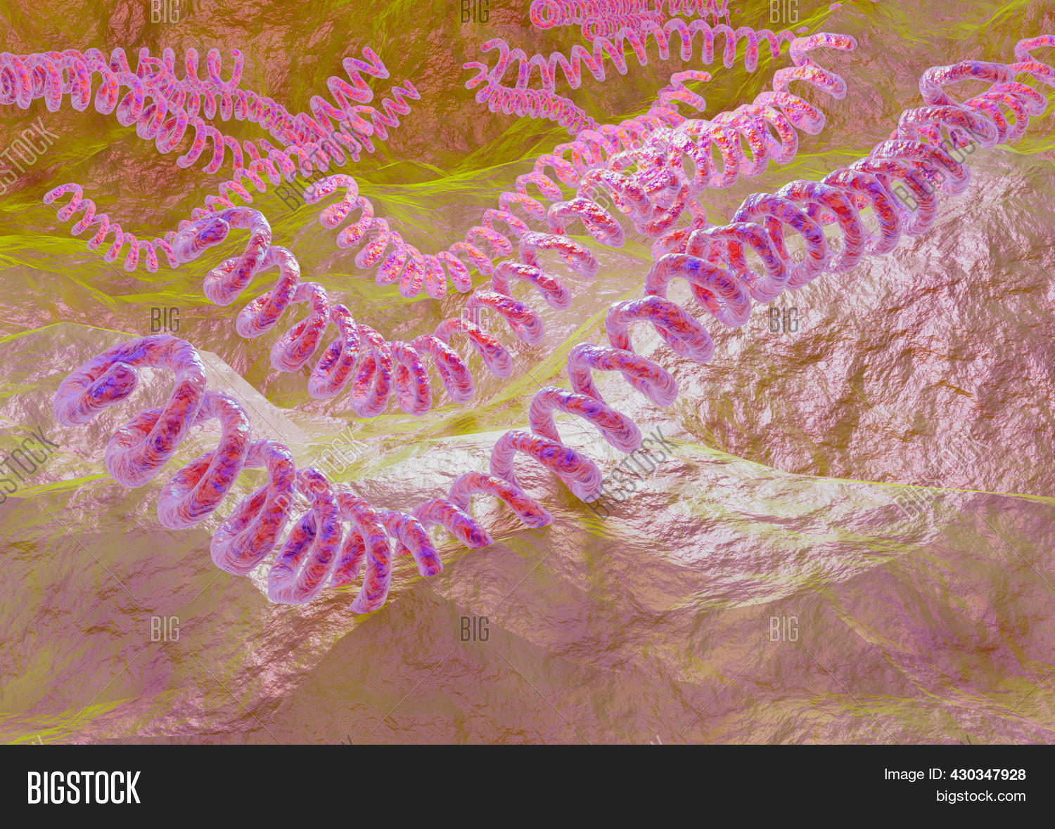 Leptospira Spiral Image & Photo (Free Trial) | Bigstock