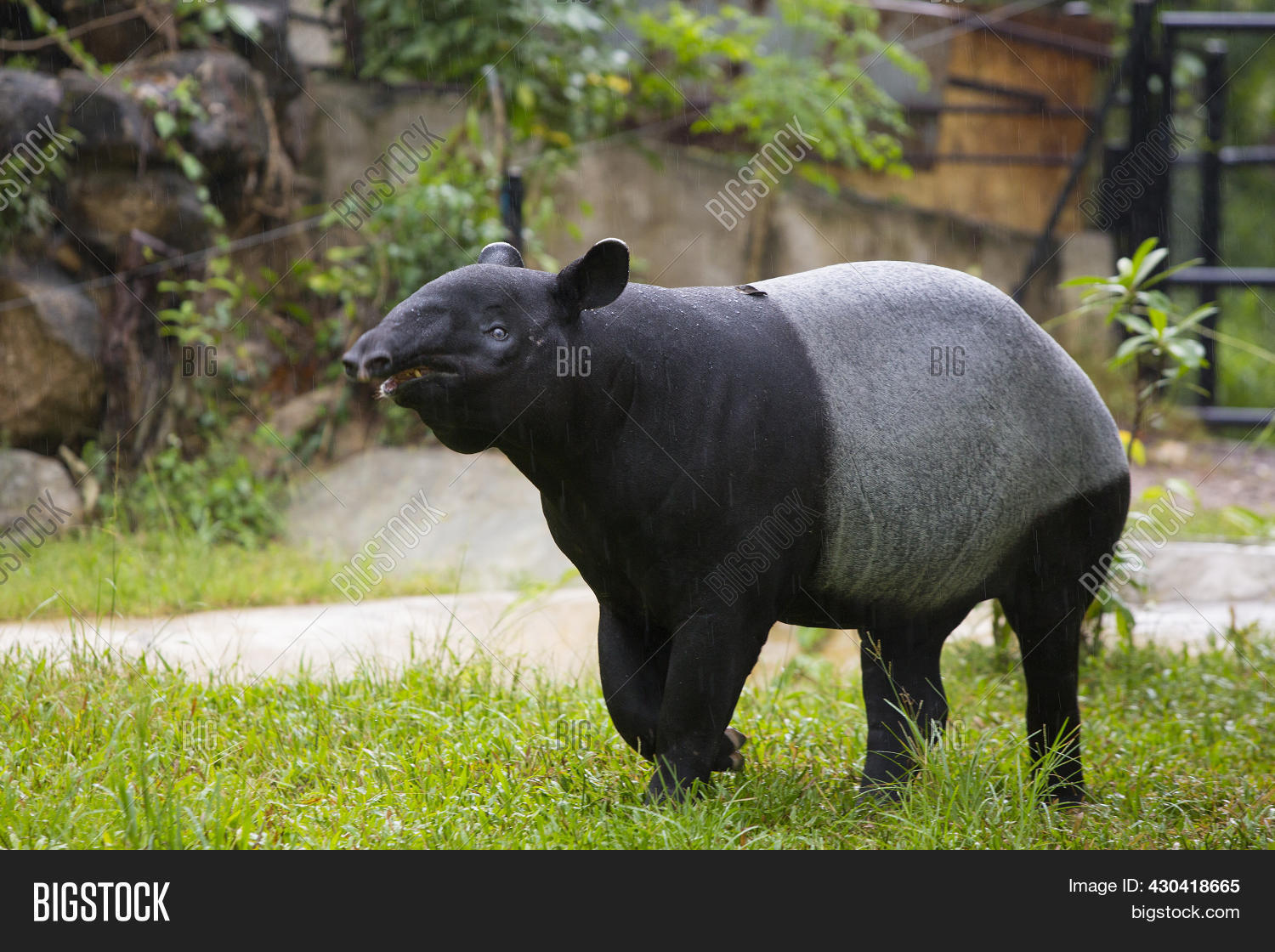 Malayan Tapir That Image & Photo (Free Trial) | Bigstock