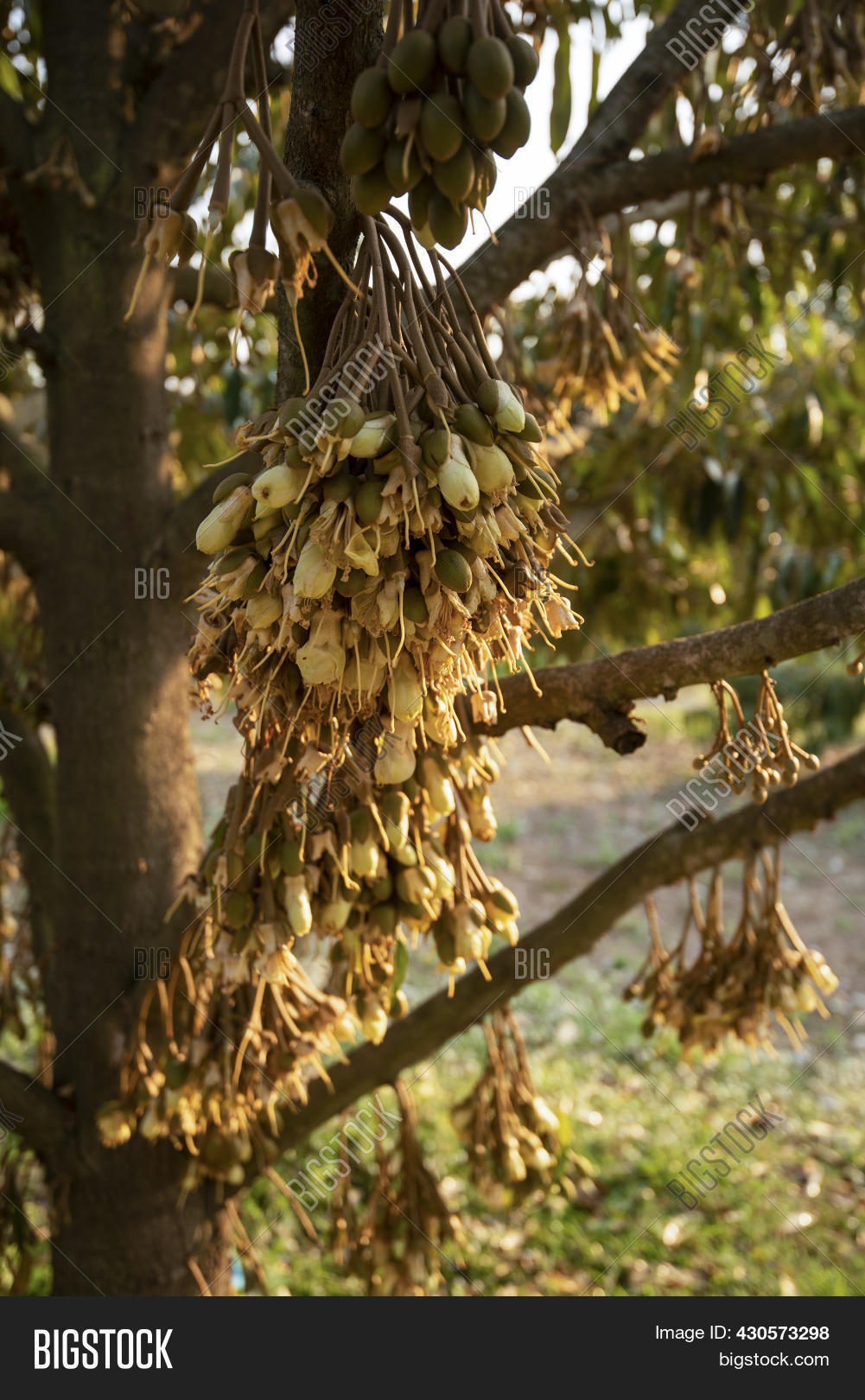 Durian Trees Image & Photo (Free Trial) | Bigstock