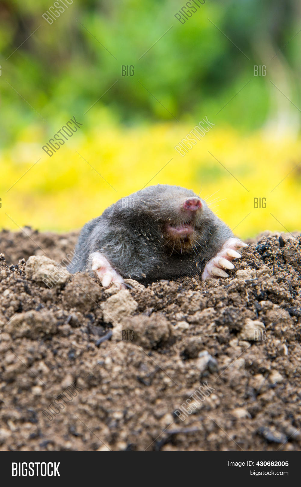 European Mole (Talpa Image & Photo (Free Trial) | Bigstock