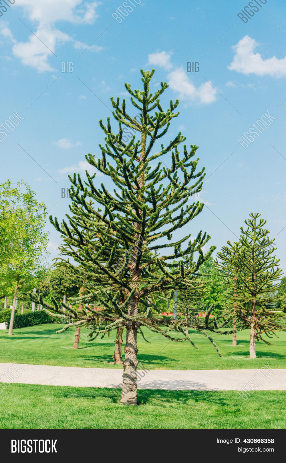 ภาพและภาพถ่าย (ทดลองใช้ฟรี) | Bigstock