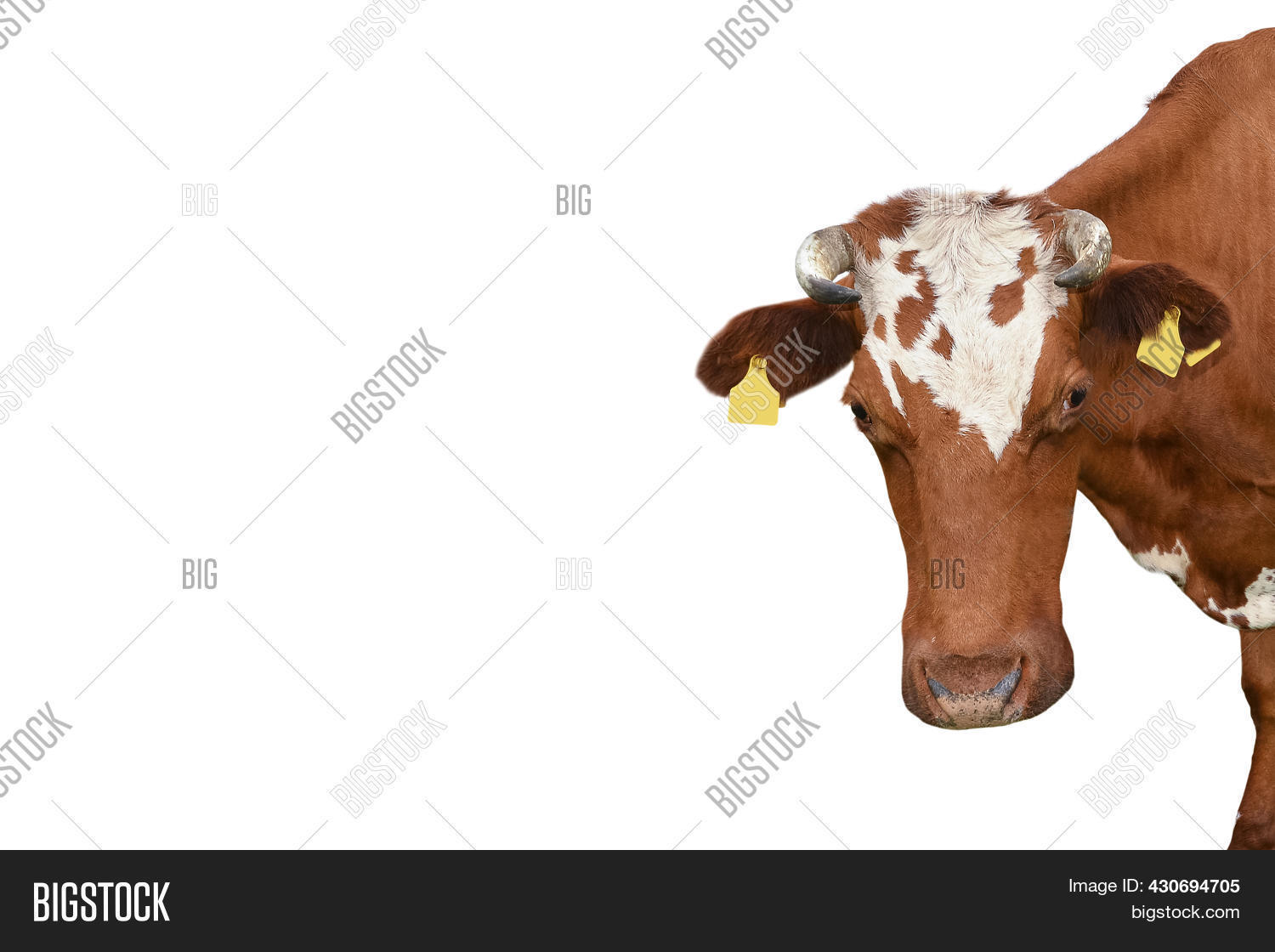 Funny Red Spotted Cow Image & Photo (Free Trial) | Bigstock