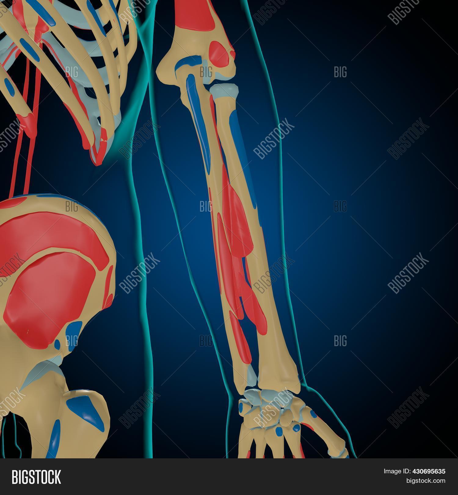 Skeleton Muscle Image & Photo (Free Trial) | Bigstock