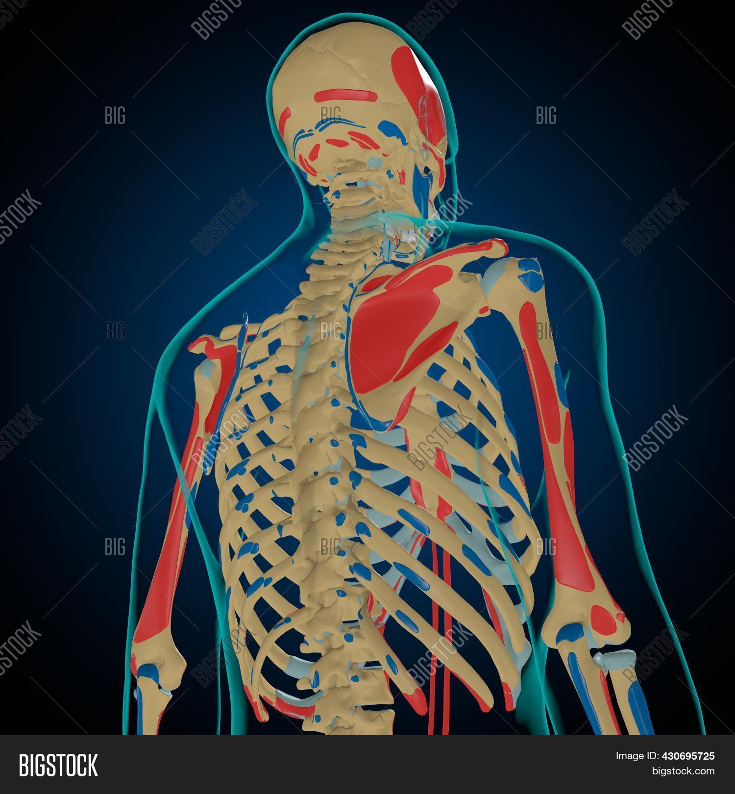 Skeleton Muscle Image & Photo (Free Trial) | Bigstock