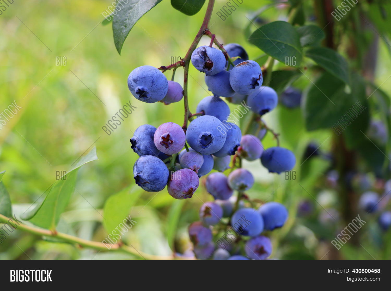 Blueberries Ripening Image & Photo (Free Trial) | Bigstock