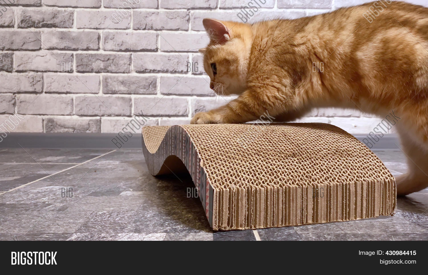 Cat Sharpening Claws Image & Photo (Free Trial) | Bigstock