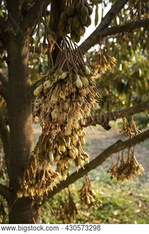 Durian Trees Image & Photo (Free Trial) | Bigstock