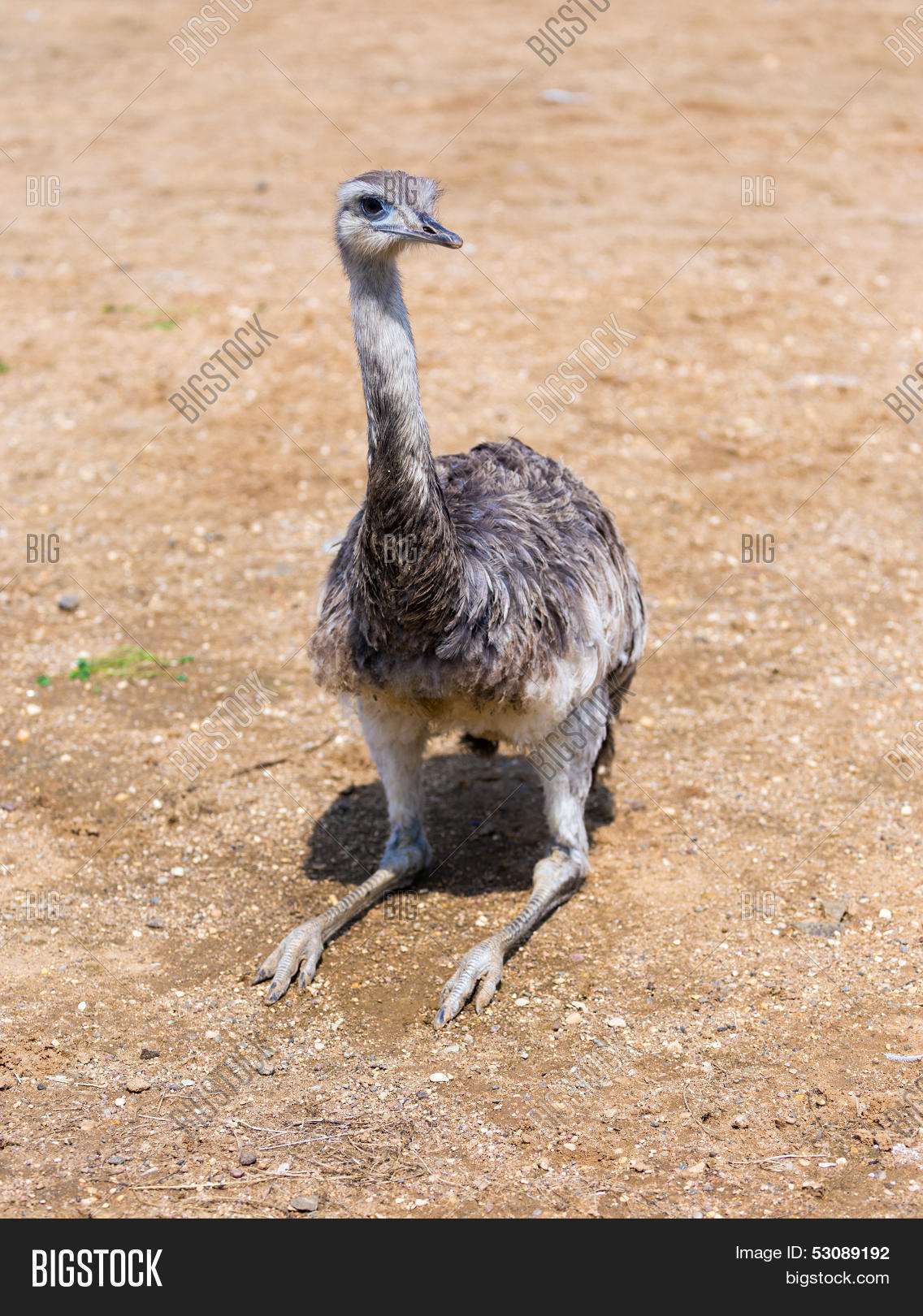 Greater Rhea Sitting Image & Photo (Free Trial) | Bigstock
