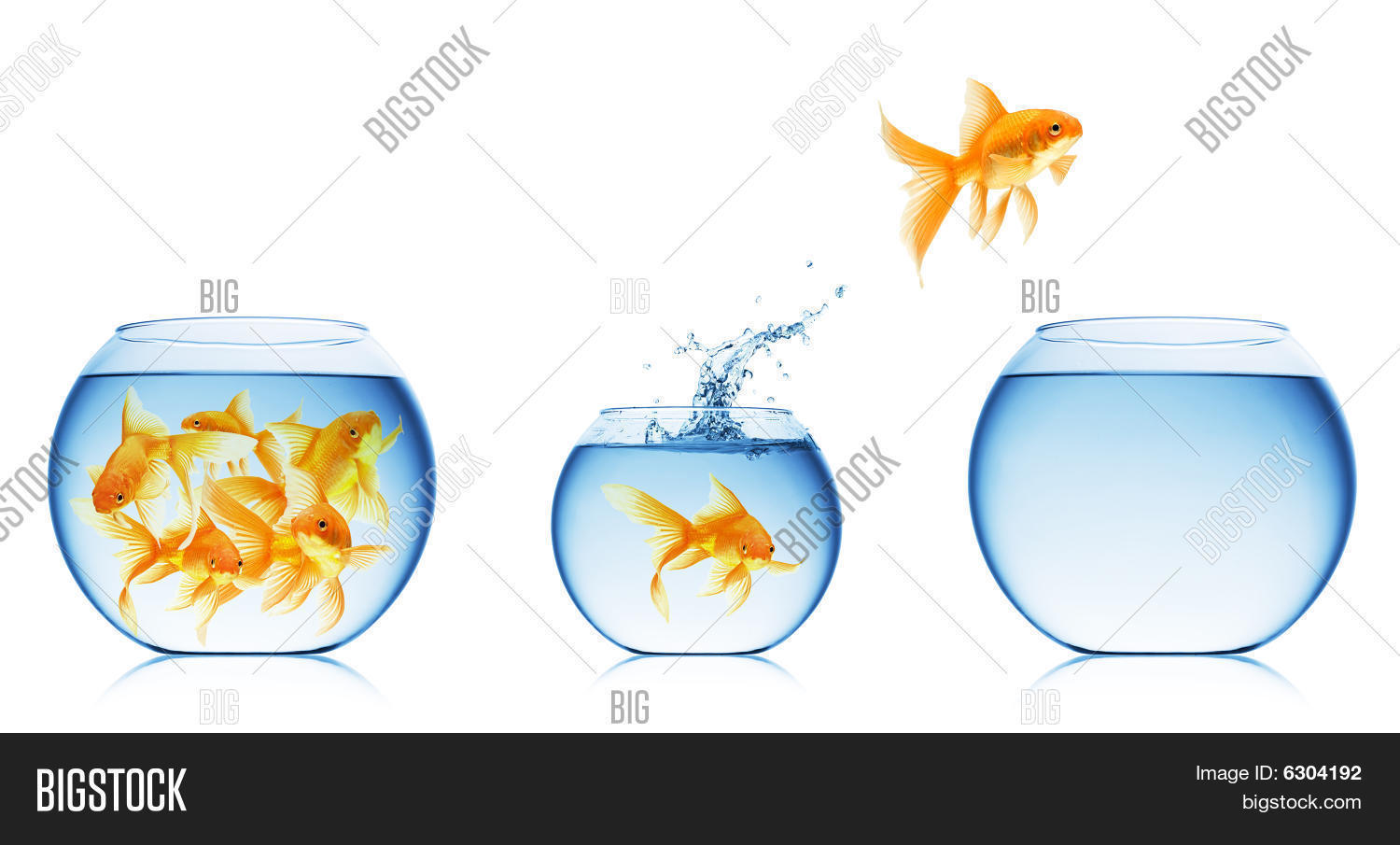 Close View Fish Bowl Image & Photo (Free Trial) | Bigstock