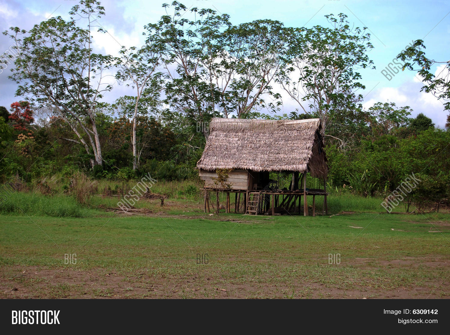 Amazon Jungle Single Image & Photo (Free Trial) | Bigstock