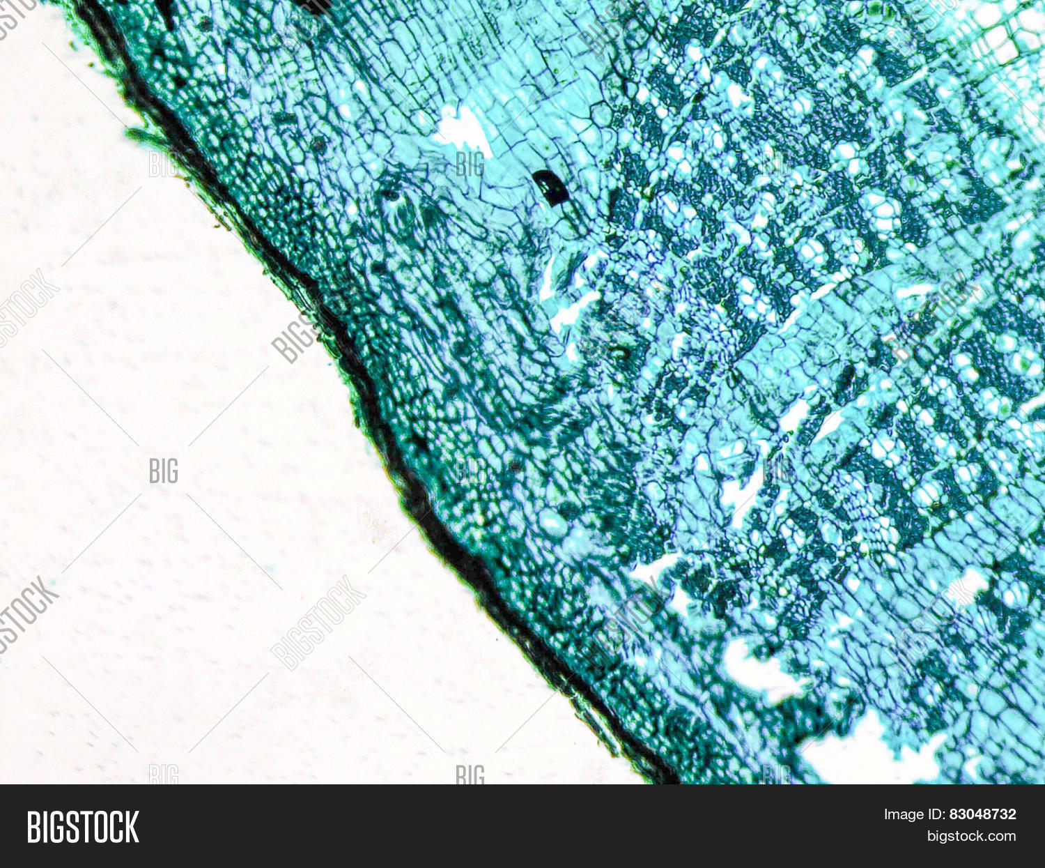 Tilia Stem Micrograph Image & Photo (Free Trial) | Bigstock