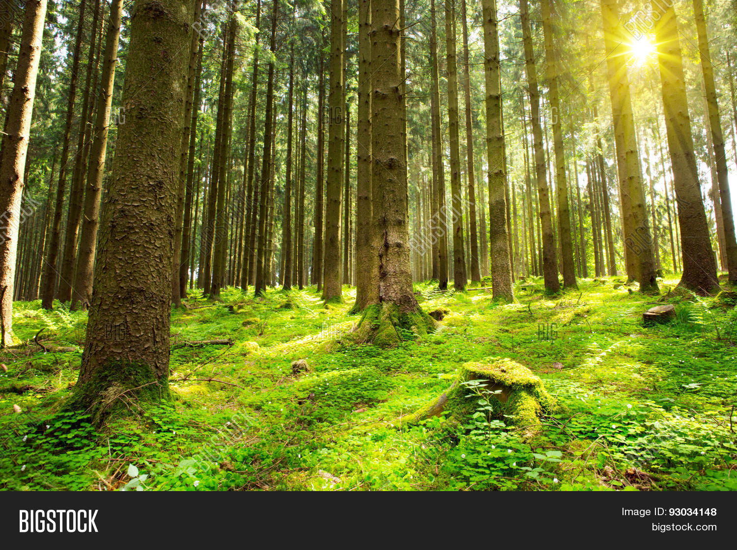 Sunlight Forest Image & Photo (Free Trial) | Bigstock