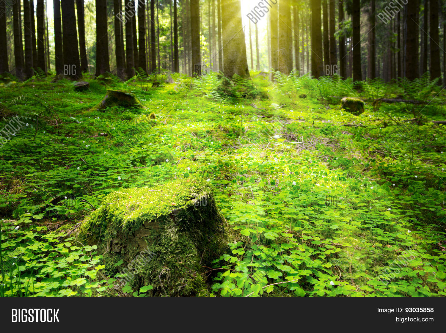 Green Forest Image & Photo (Free Trial) | Bigstock