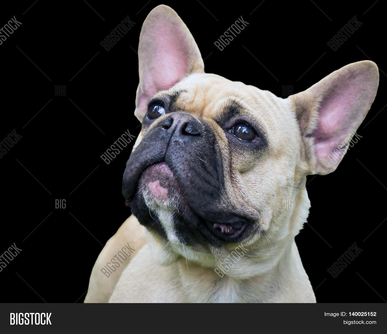 Portrait Dog Muzzle Image & Photo (Free Trial) | Bigstock