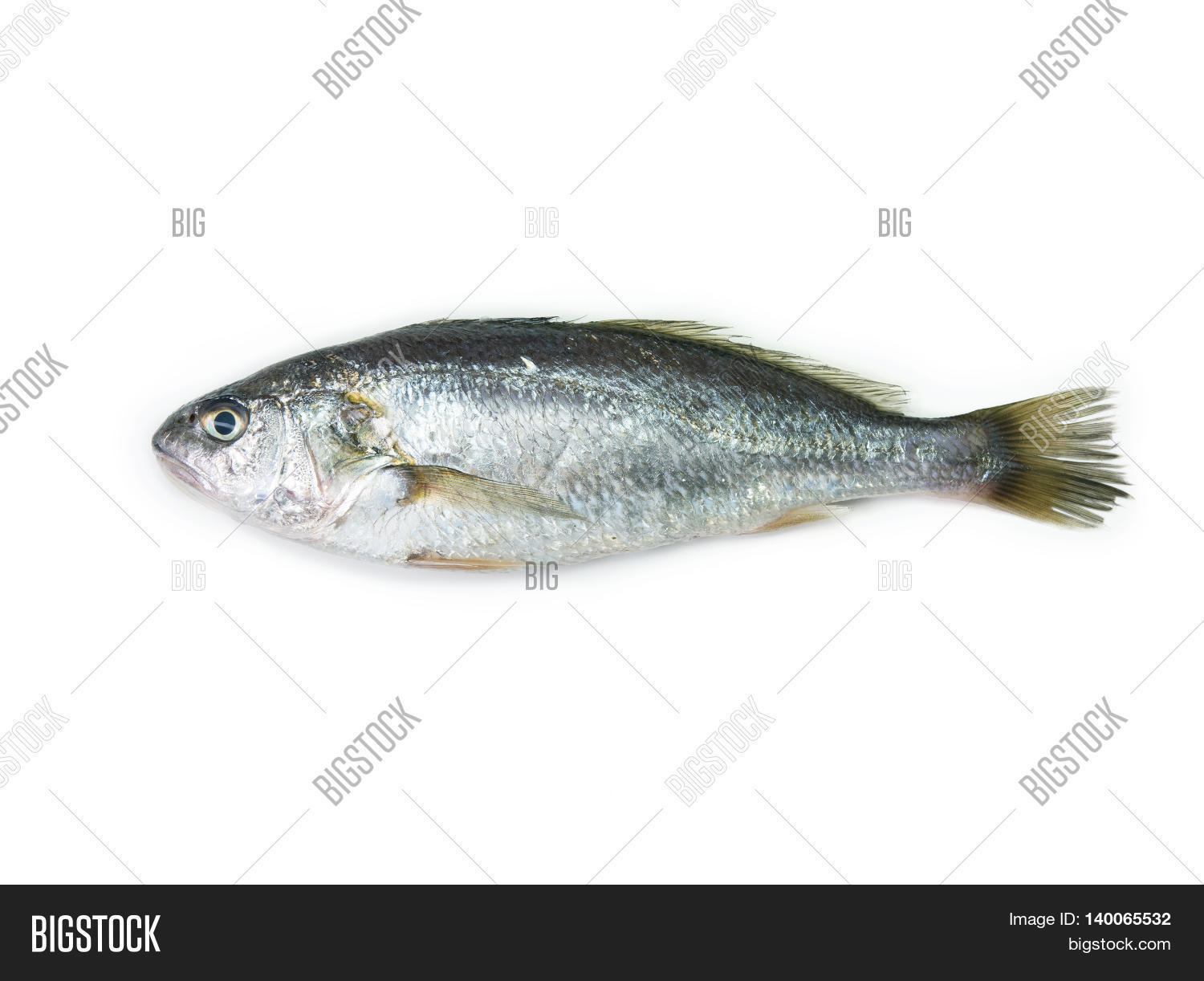 White Croaker Silver Image & Photo (Free Trial) | Bigstock